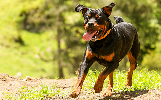 ACOSM | Arizona Canine Orthopedics & Sports Medicine